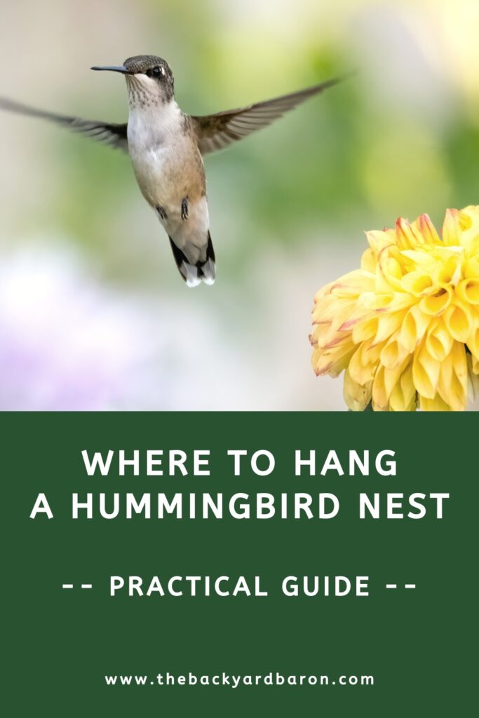 Where to Hang a Hummingbird Nest (Practical Guide)